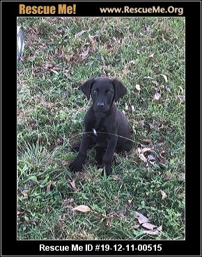 - Virginia Dog Rescue - ADOPTIONS - Rescue Me!