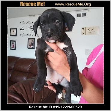 - Colorado Dog Rescue - ADOPTIONS - Rescue Me!
