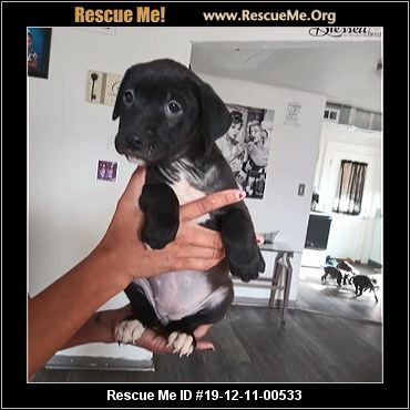- Colorado Dog Rescue - ADOPTIONS - Rescue Me!