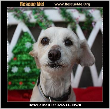 - Arizona Dachshund Rescue - ADOPTIONS - Rescue Me!