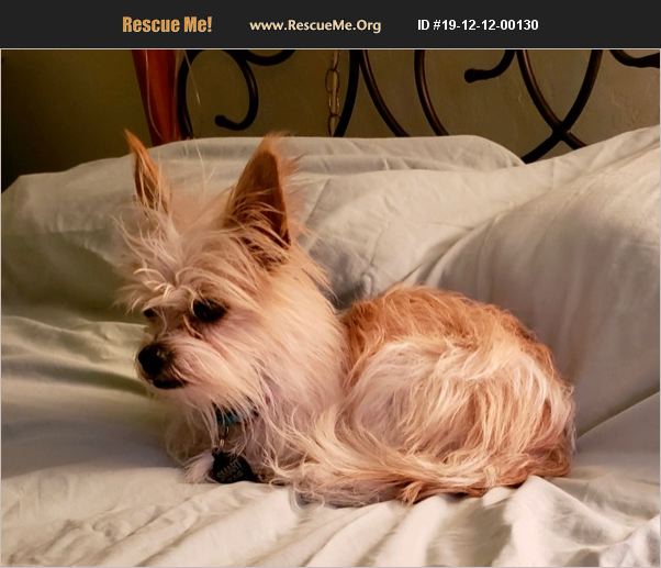 ADOPT 19121200130 ~ Yorkie Rescue ~ Tucson, AZ