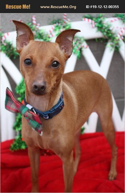 ADOPT 19121200355 ~ Miniature Pinscher Rescue ~ Phoenix, AZ