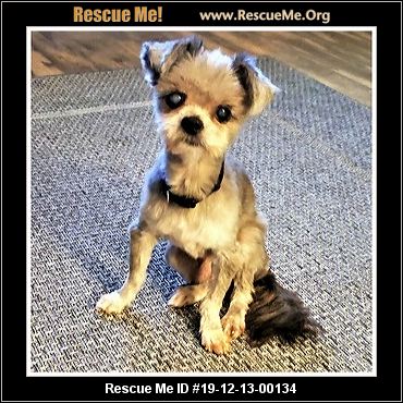 - Florida Yorkie Rescue - ADOPTIONS - Rescue Me!