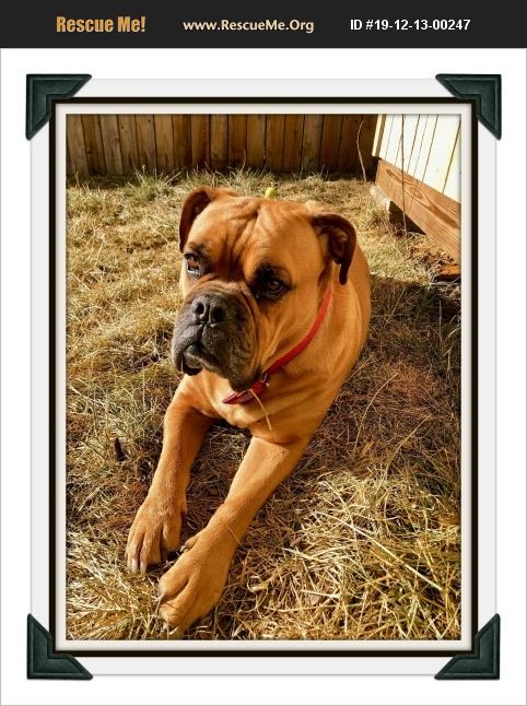 ADOPT 19121300247 ~ Bullmastiff Rescue ~ Loveland, CO