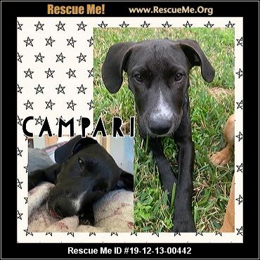 - Texas Dog Rescue - ADOPTIONS - Rescue Me!
