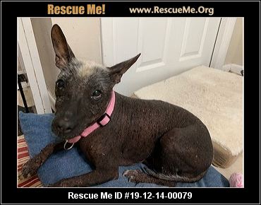 - Florida Chinese Crested Rescue - ADOPTIONS - Rescue Me!