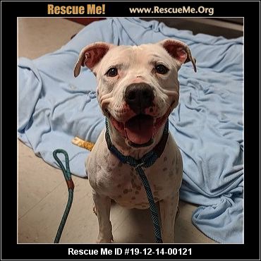 - Arizona Pit Bull Rescue - ADOPTIONS - Rescue Me!