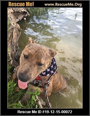 - Texas Dog Rescue - ADOPTIONS - Rescue Me!