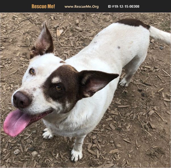 ADOPT 19121500308 ~ Australian Cattle Dog Rescue ~ Portland, OR