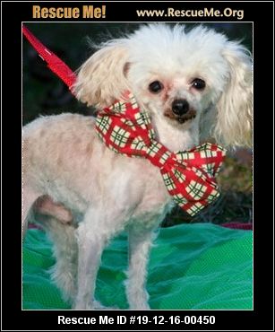 - Georgia Poodle Rescue - ADOPTIONS - Rescue Me!