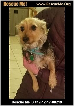 - Michigan Yorkie Rescue - ADOPTIONS - Rescue Me!