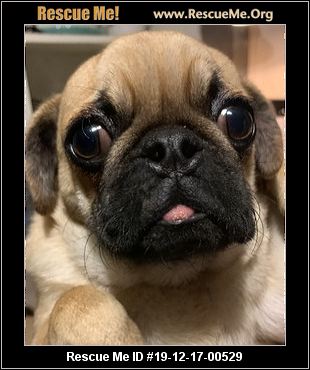 - Oklahoma Dog Rescue - ADOPTIONS - Rescue Me!