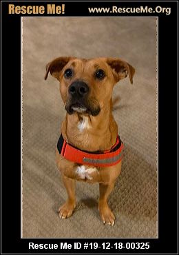 - Arizona Dachshund Rescue - ADOPTIONS - Rescue Me!