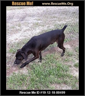 - FLORIDA POINTER RESCUE - New Smyrna Beach, FL - AVAILABLE PETS