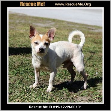 - Florida Dog Rescue - ADOPTIONS - Rescue Me!