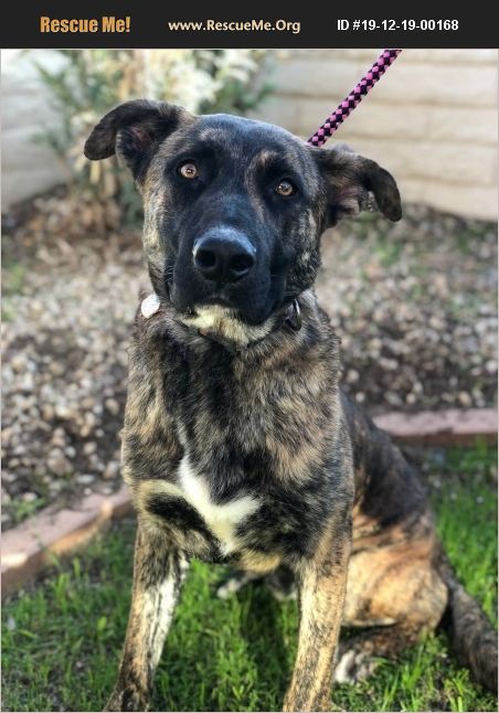 ADOPT 19121900168 ~ Dutch Shepherd Rescue ~ Gilbert, AZ
