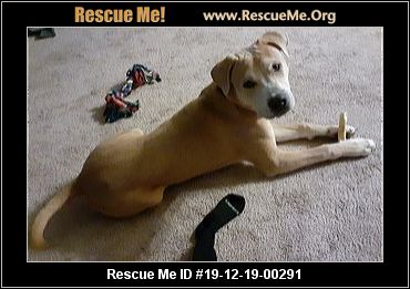 - Michigan Dog Rescue - ADOPTIONS - Rescue Me!