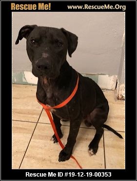 - Florida Dog Rescue - ADOPTIONS - Rescue Me!