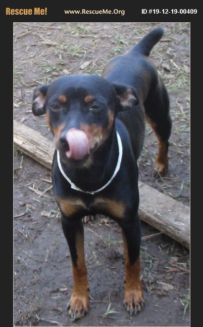 ADOPT 19121900409 ~ Miniature Pinscher Rescue ~ Portland, OR