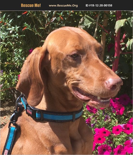 ADOPT 19122000158 ~ Vizsla Rescue ~ Scottsdale, AZ
