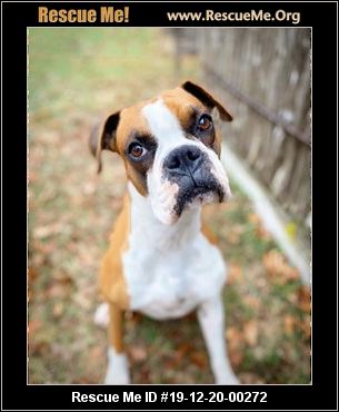 - Texas Boxer Rescue - ADOPTIONS - Rescue Me!