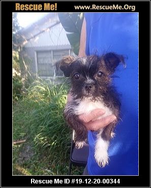 - Florida Dog Rescue - ADOPTIONS - Rescue Me!