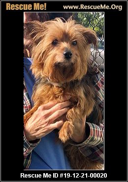 - Florida Dog Rescue - ADOPTIONS - Rescue Me!