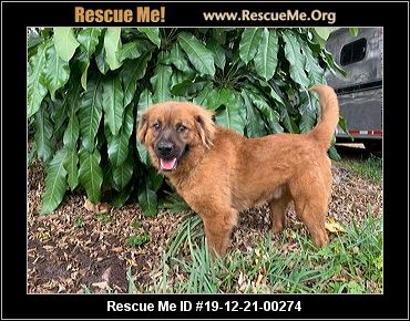- Florida Dog Rescue - ADOPTIONS - Rescue Me!