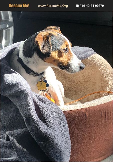 ADOPT 19122100279 ~ Jack Russell Rescue ~ Chula Vista, CA