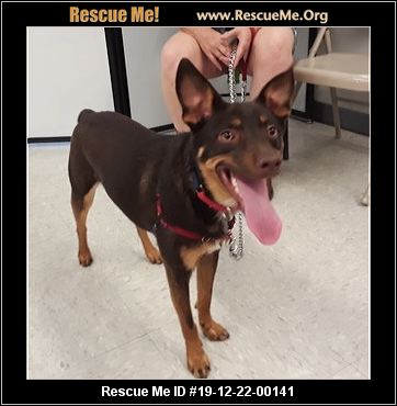 - Florida Dog Rescue - ADOPTIONS - Rescue Me!