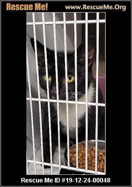 - Michigan Cat Rescue - ADOPTIONS - Rescue Me!