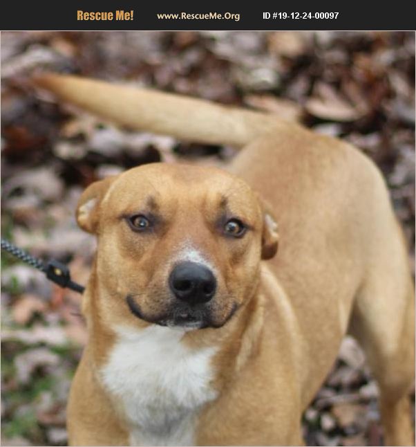 ADOPT 19122400097 ~ Australian Kelpie Rescue ~ Lyndhurst, VA