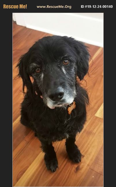 ADOPT 19122400140 ~ Portuguese Water Dog Rescue ~ Los Angeles, CA