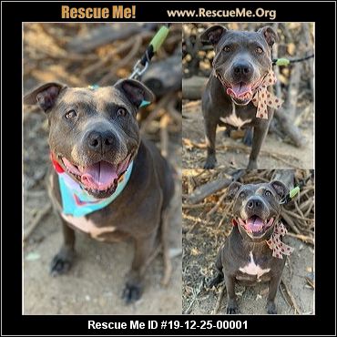 - California Pit Bull Rescue - ADOPTIONS - Rescue Me!