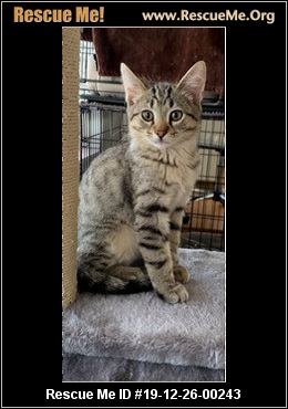 - Florida Cat Rescue - ADOPTIONS - Rescue Me!