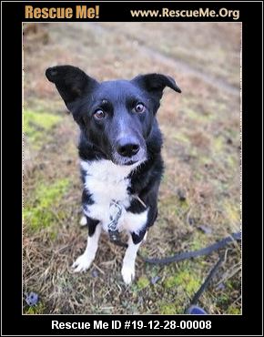 - Pennsylvania Border Collie Rescue - ADOPTIONS - Rescue Me!