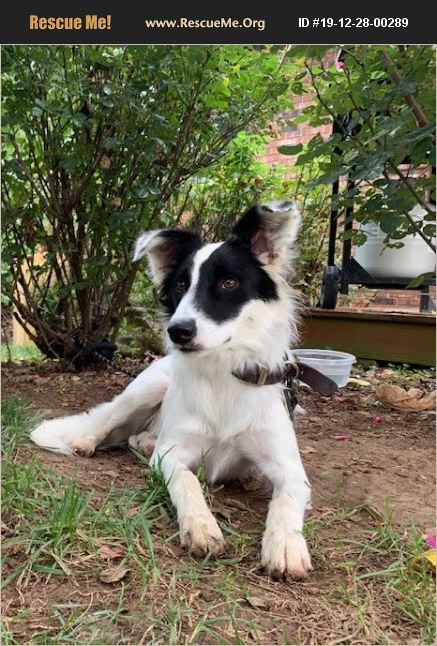 ADOPT 19122800289 ~ Border Collie Rescue ~ Springfield, MO