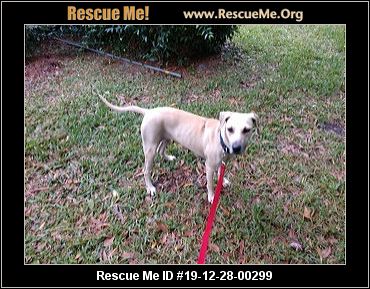 - Florida Black Mouth Cur Rescue - ADOPTIONS - Rescue Me!
