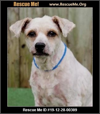 - Florida Poodle Rescue - ADOPTIONS - Rescue Me!