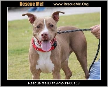 - Arizona Pit Bull Rescue - ADOPTIONS - Rescue Me!
