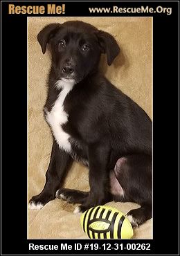 - Delaware Dog Rescue - ADOPTIONS - Rescue Me!