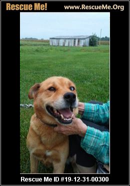 - Ohio Siberian Husky Rescue - ADOPTIONS - Rescue Me!