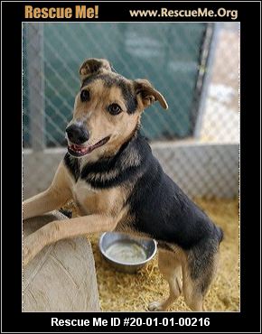 - Colorado German Shepherd Rescue - ADOPTIONS - Rescue Me!