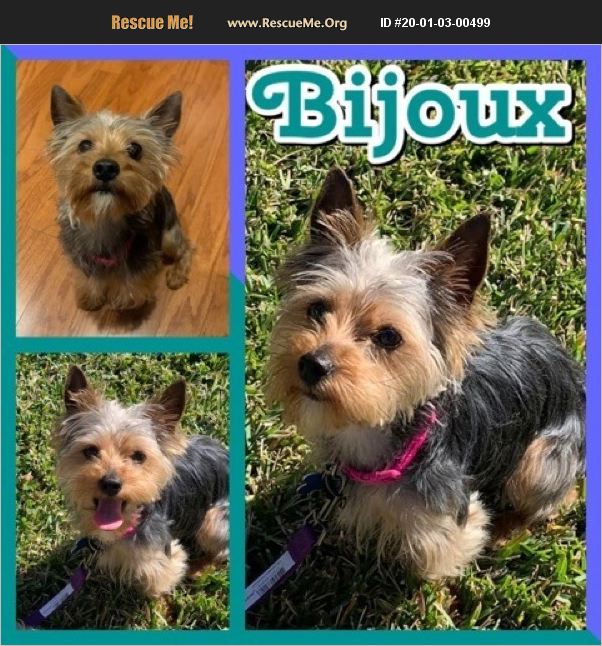 ADOPT 20010300499 ~ Yorkie Rescue ~ Houston, TX