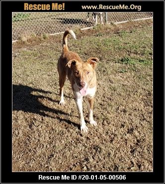 - California Lab Rescue - ADOPTIONS - Rescue Me!