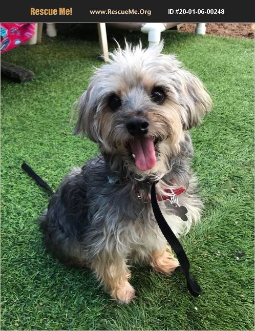 ADOPT 20010600248 ~ Yorkie Rescue ~ Phoenix, AZ