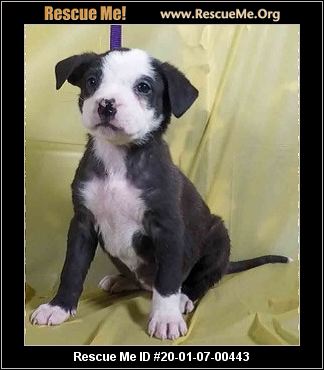 - Georgia Border Collie Rescue - ADOPTIONS - Rescue Me!