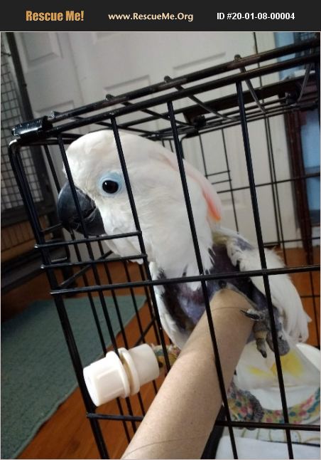 ADOPT 20010800004 ~ Pet Bird Rescue ~ Citrus heights, CA