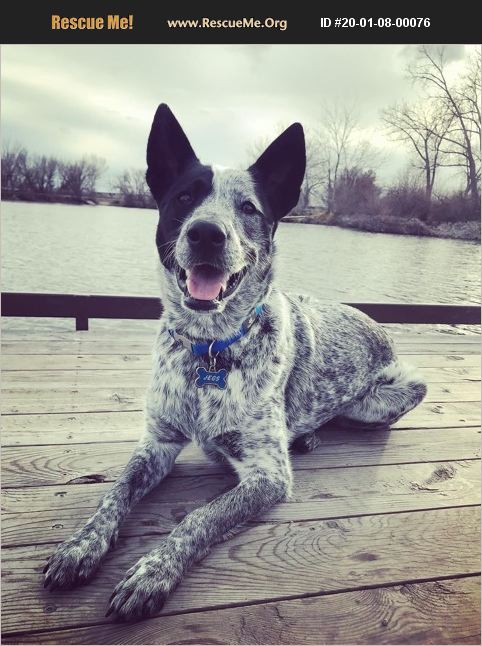 ADOPT 20010800076 ~ Australian Cattle Dog Rescue ~ Caldwell, ID