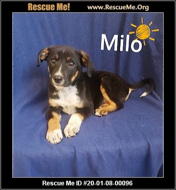 - Delaware Dog Rescue - ADOPTIONS - Rescue Me!